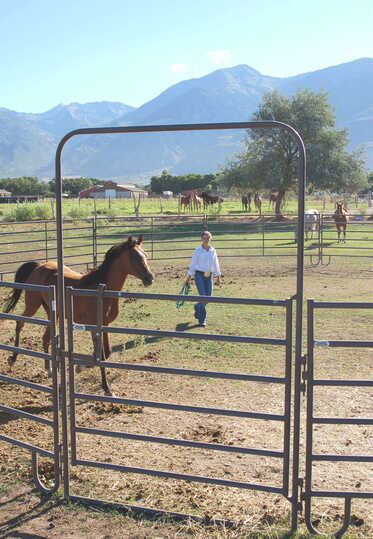 Farm Gates for Sale | Steel Livestock & Cattle Gates